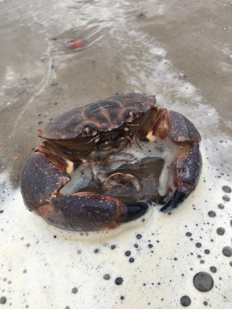 Eriphioidea from Andoom Road, Weipa, QLD, AU on September 7, 2021 at 05 ...