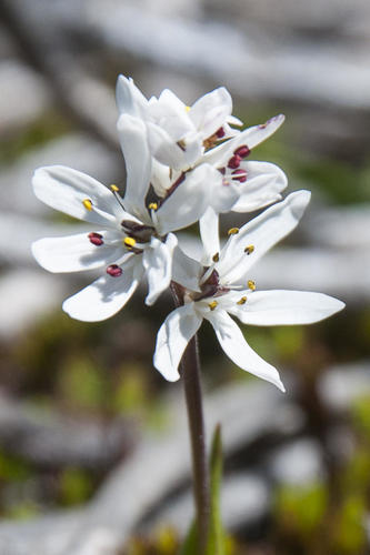 Wurmbea punctata · iNaturalist Mexico