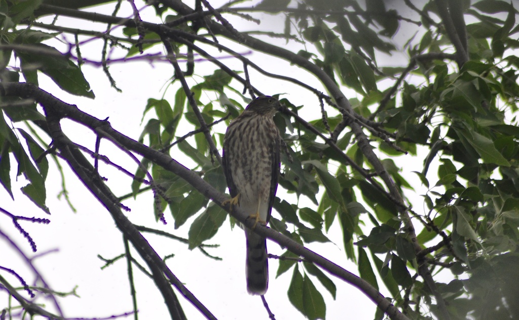 Sharp-shinned Hawk from Milo, AB, CA on September 5, 2021 at 03:09 PM ...