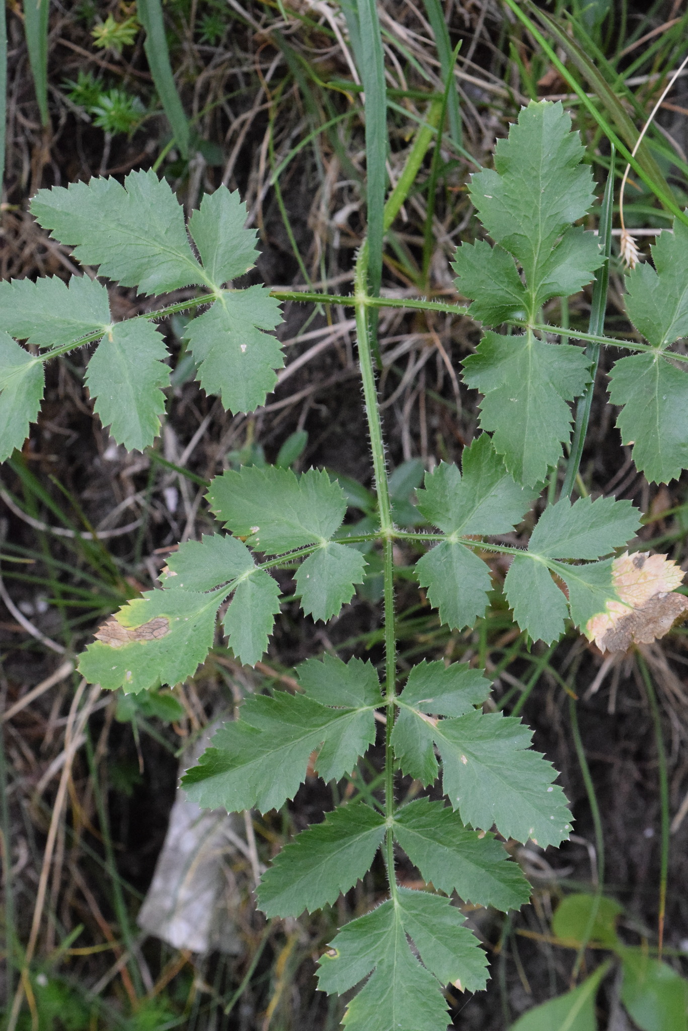 Laserpitium nitidum Zanted.