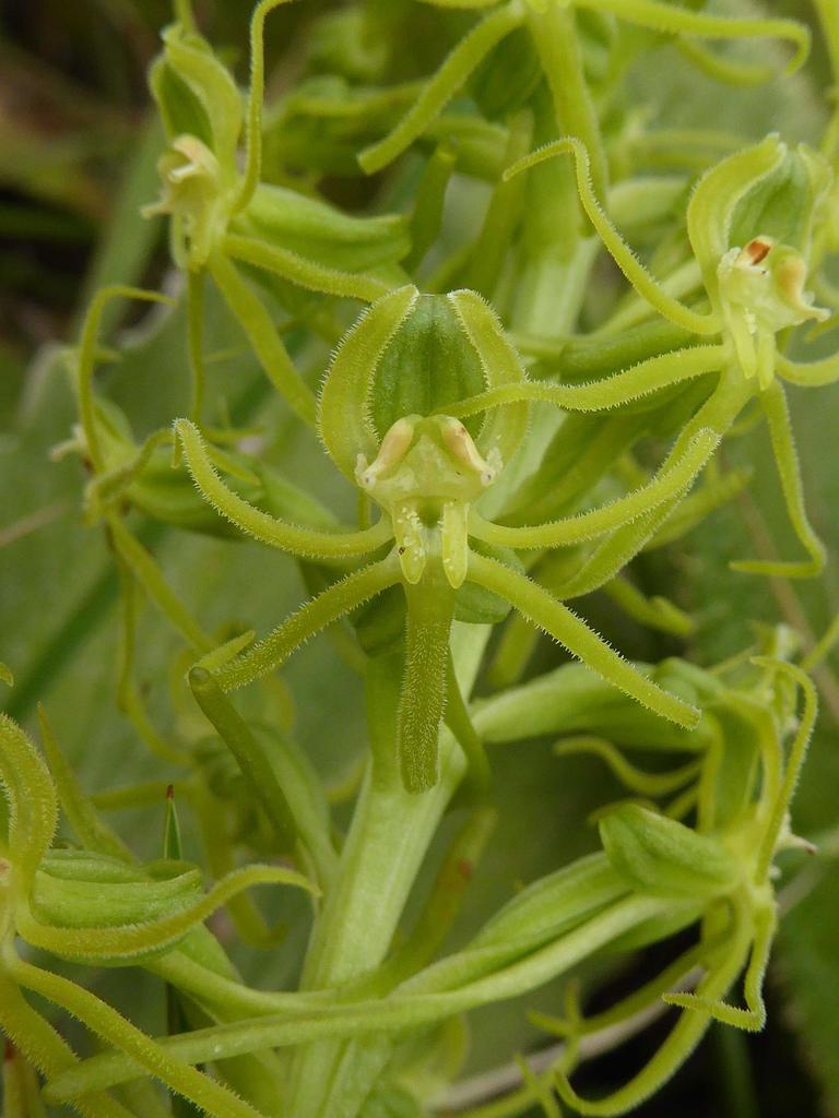 Dolerite Ghost Orchid from Suikerbosrand NR Ndima Rd, Sedibeng on March ...