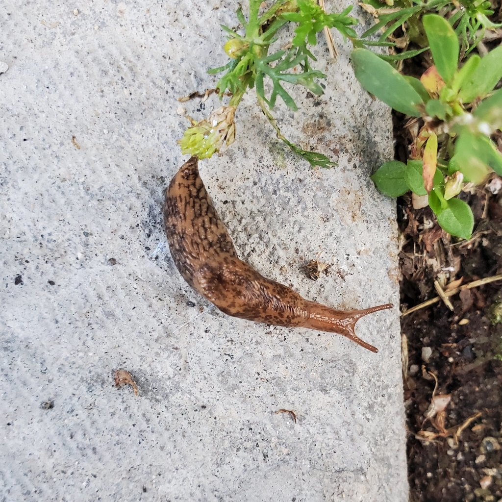 Milky Slug from Thompson, MB, Canada on September 02, 2021 by bee_happy ...