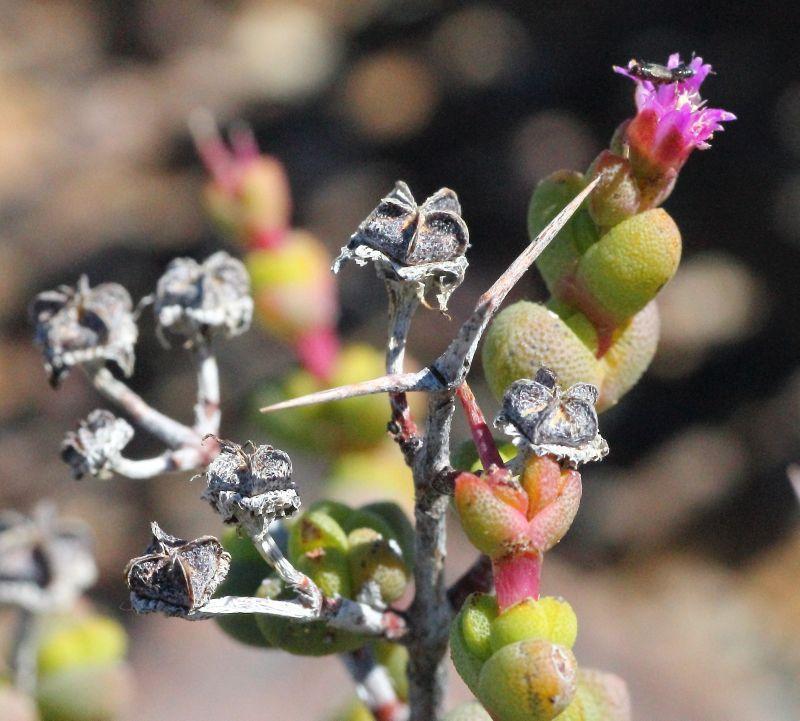 Spiny Tentfig (Ruschia spinosa) - Botanical Realm