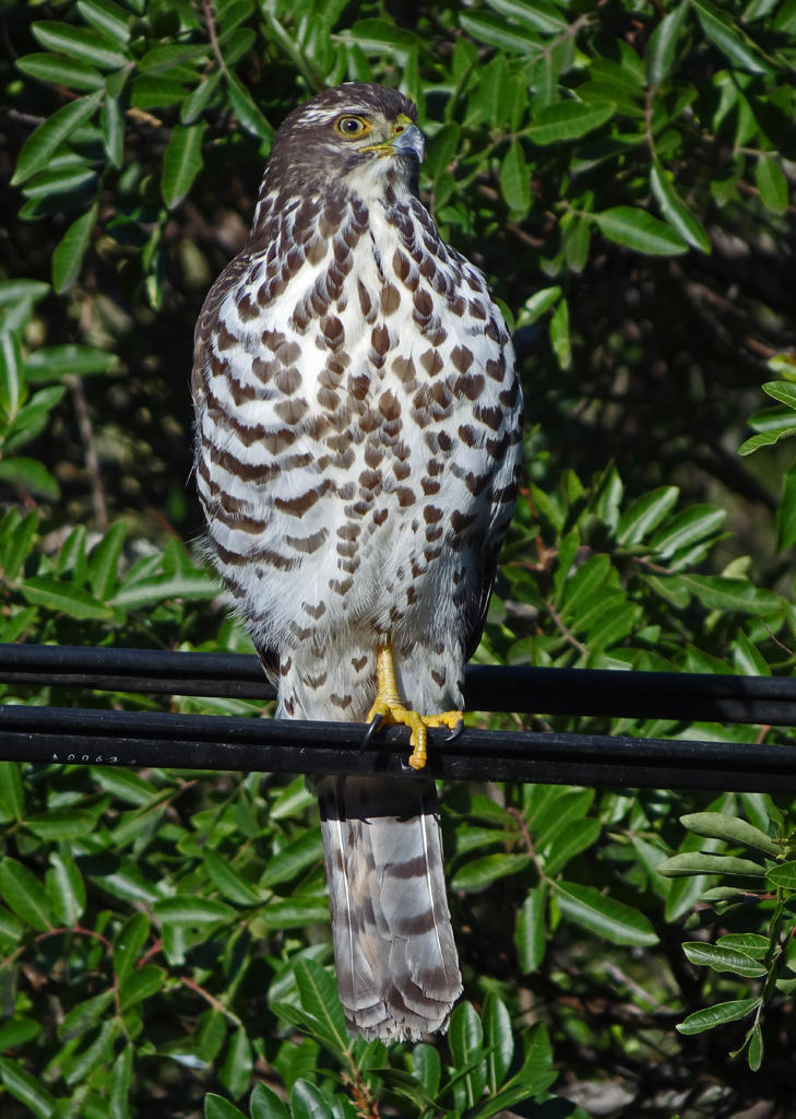 African Goshawk (Accipiter tachiro) - Avian Discovery