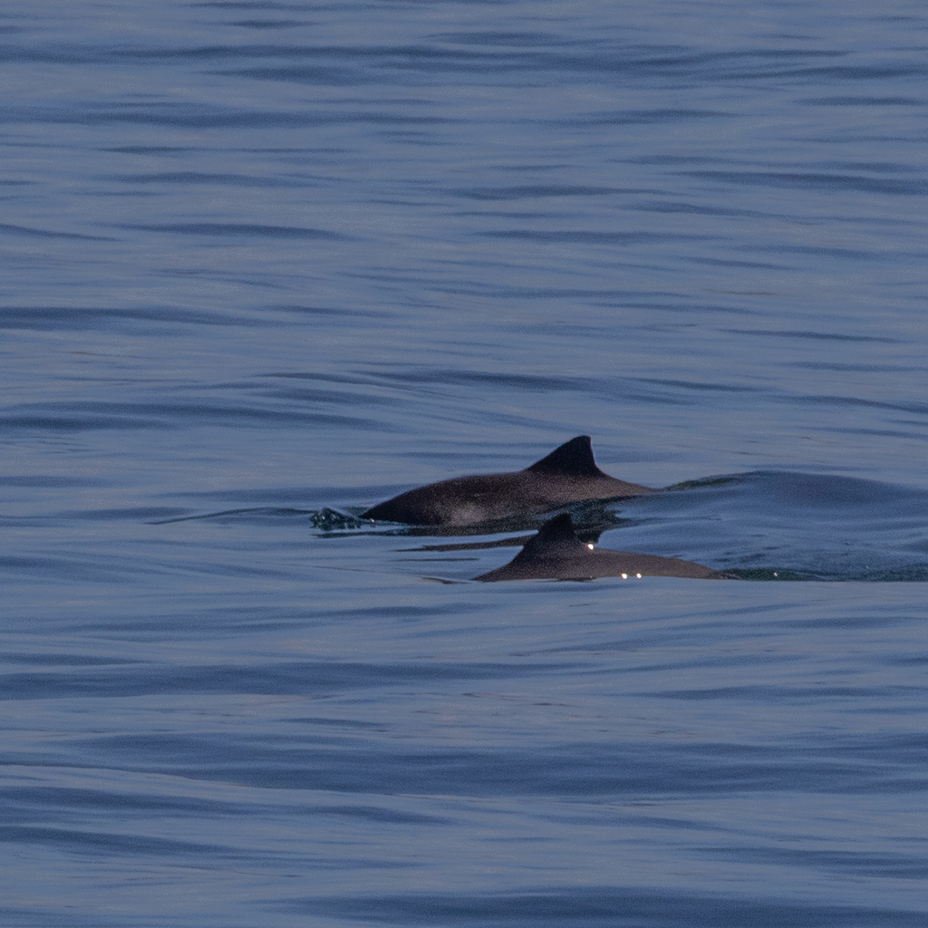 Typical Porpoises (Phocoena) - Marine Life Identification