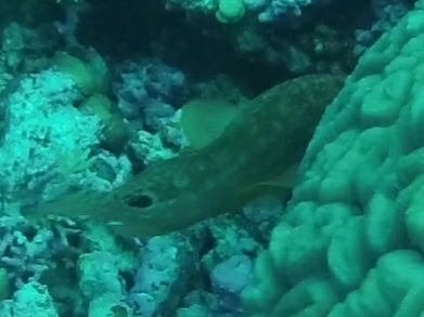 Cephalopholis leopardus (Lacepède, 1801)