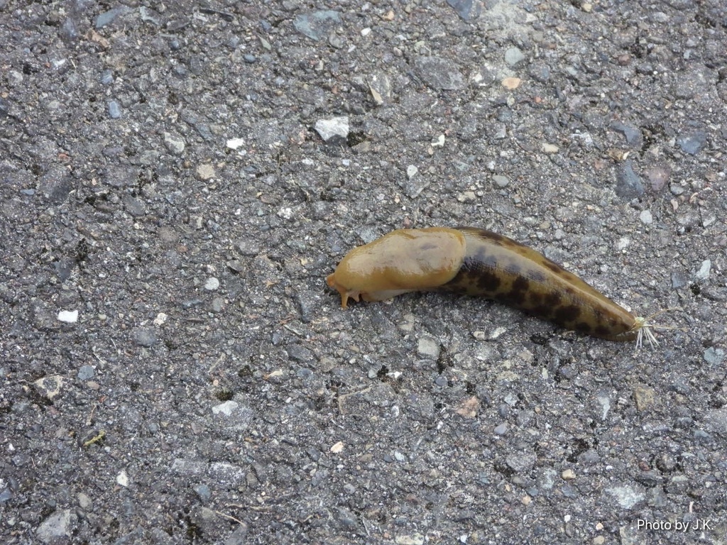 Pacific Banana Slug from SR-105, Grayland, WA, US on September 05, 2021 ...