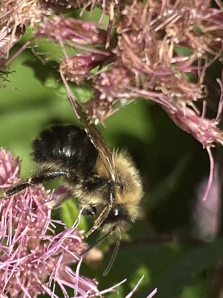 Common Eastern Bumble Bee from Franklin Park Zoo, Boston, MA, US on ...
