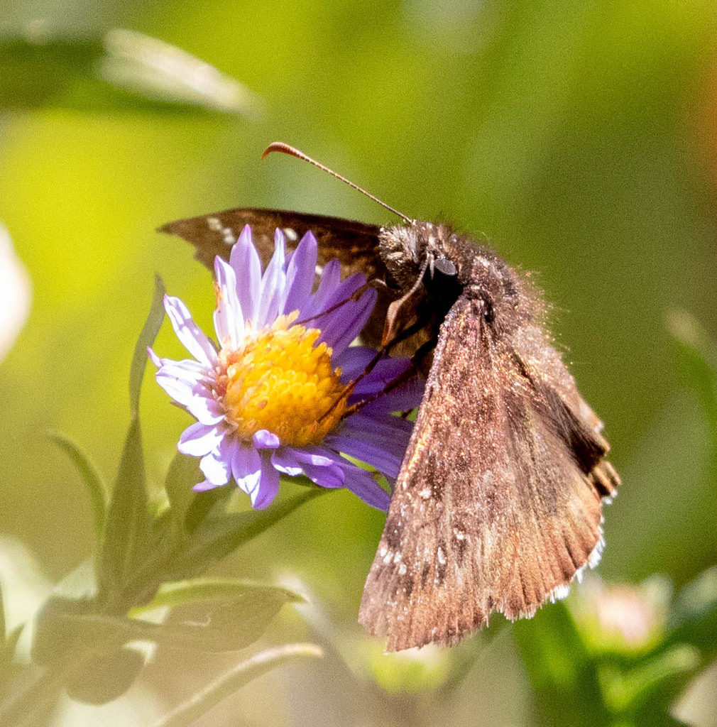 Funereal Duskywing from Spring Mountain, Napa County, California ...