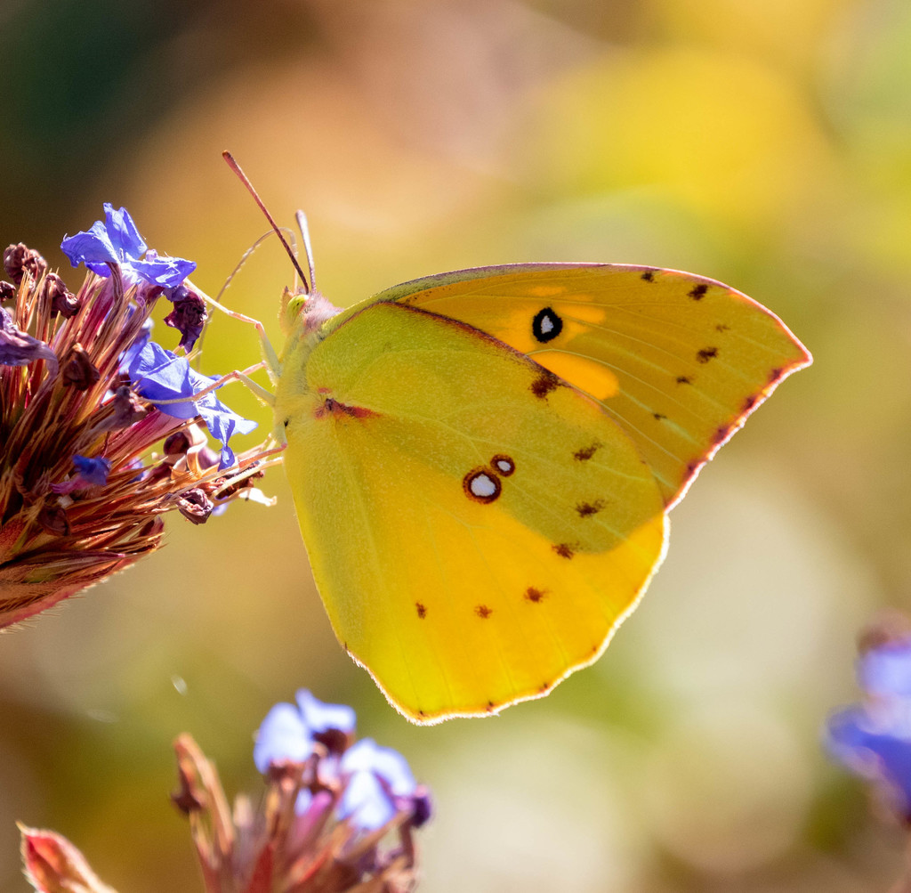 California Dogface in September 2021 by Dan Fitzgerald (Fitz) · iNaturalist