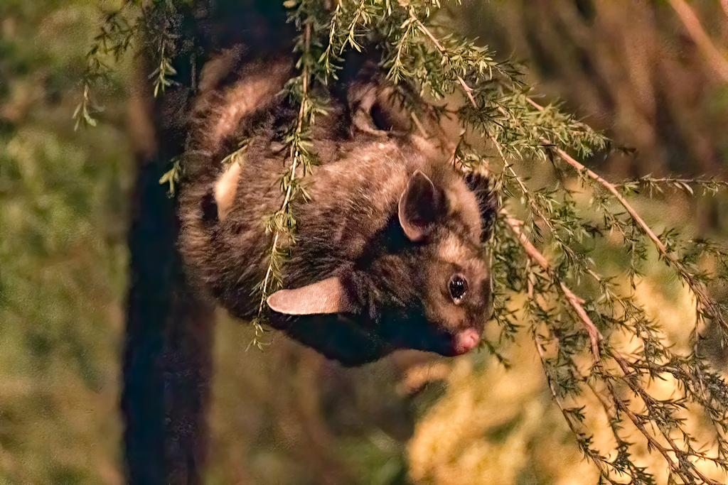 Mountain Pygmy Possum (Burramys parvus) - Know Your Mammals