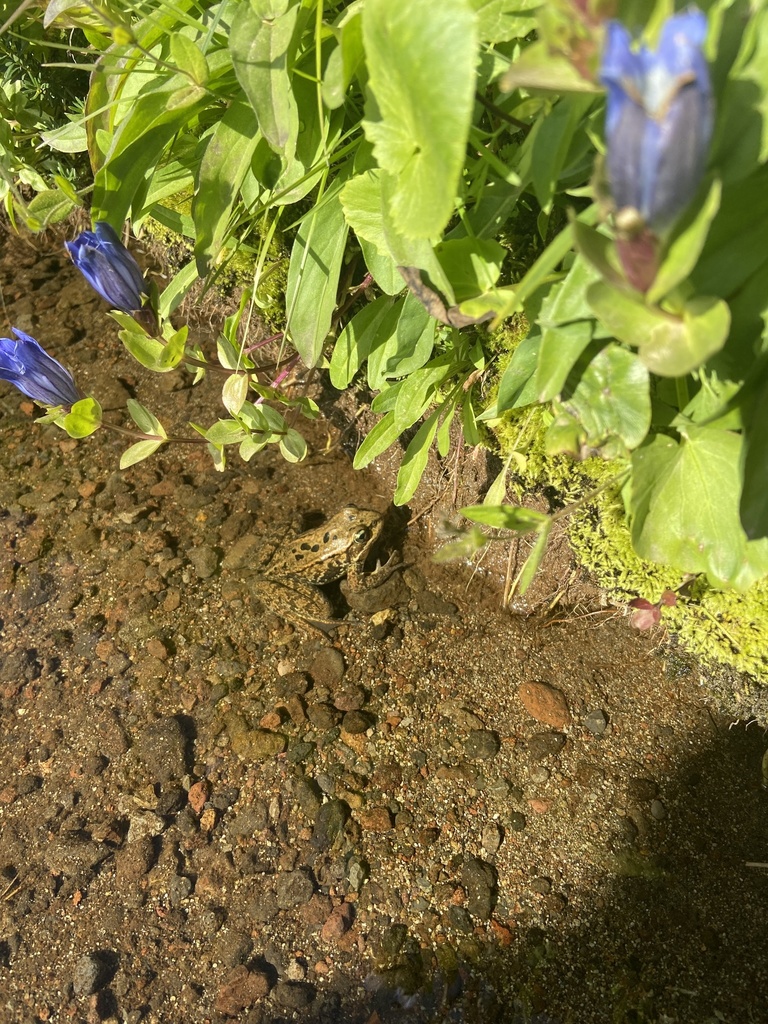 Cascades Frog in September 2021 by captainlibs · iNaturalist