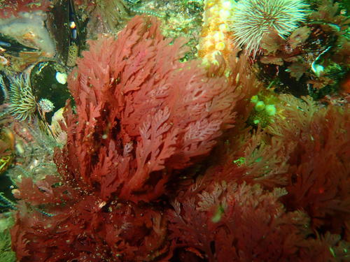 Plocamium cornutum · iNaturalist