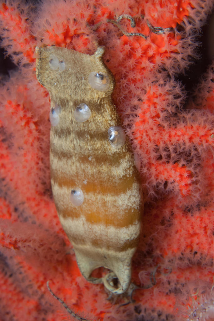 Puffadder Shyshark (Haploblepharus edwardsii) - Marine Life Identification