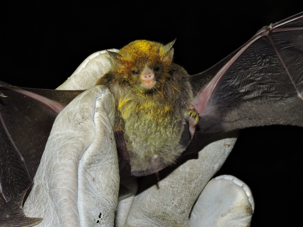 Leach's Single Leaf Bat (Monophyllus redmani) - Know Your Mammals