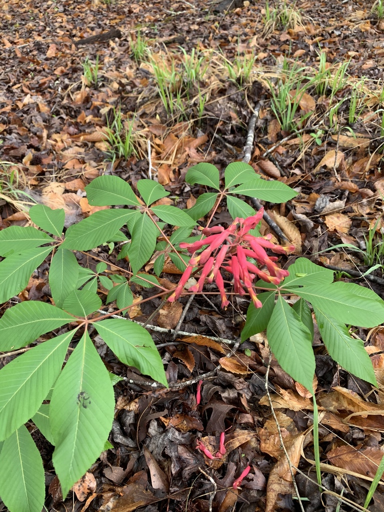 Red Buckeye (Town Bluff Lake/B. A. Steinhagen Lake Plant ID Guide ...