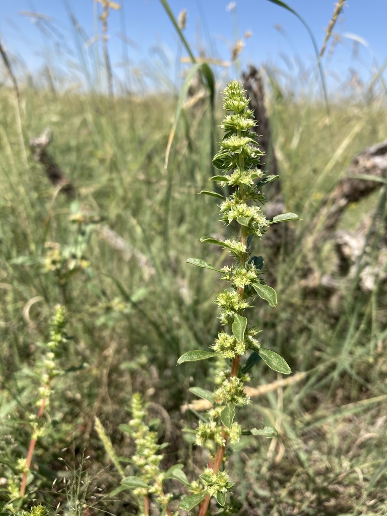 amaranths (Amaranthus) - Botanical Realm