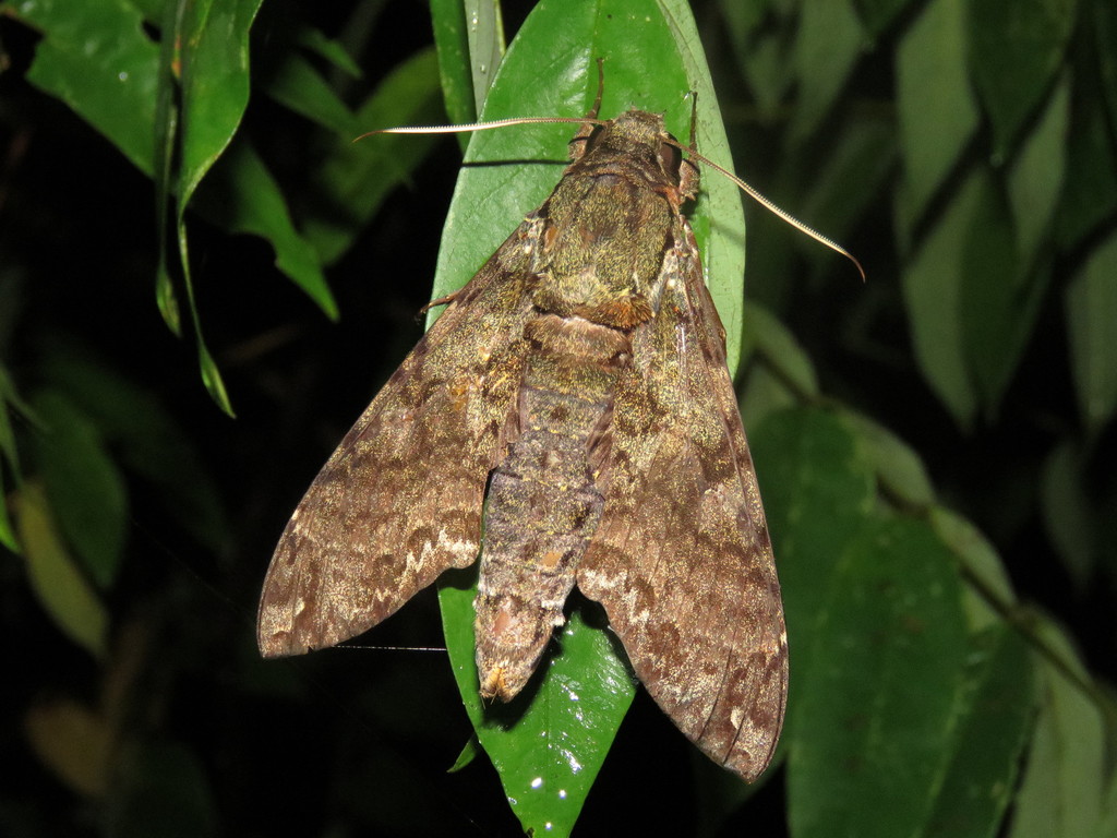 Duponchel's Sphinx (Lepidoptera of Loreto, Peru) · iNaturalist