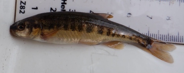 European Minnow from Pool Road, Otley, England, GB on September 2, 2021 ...