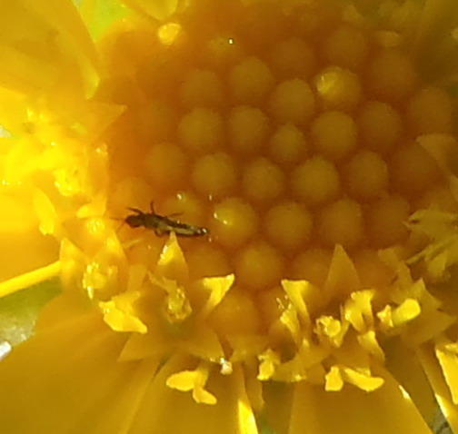 Thrips from Northern Swartberg on September 13, 2014 by Nicola van ...