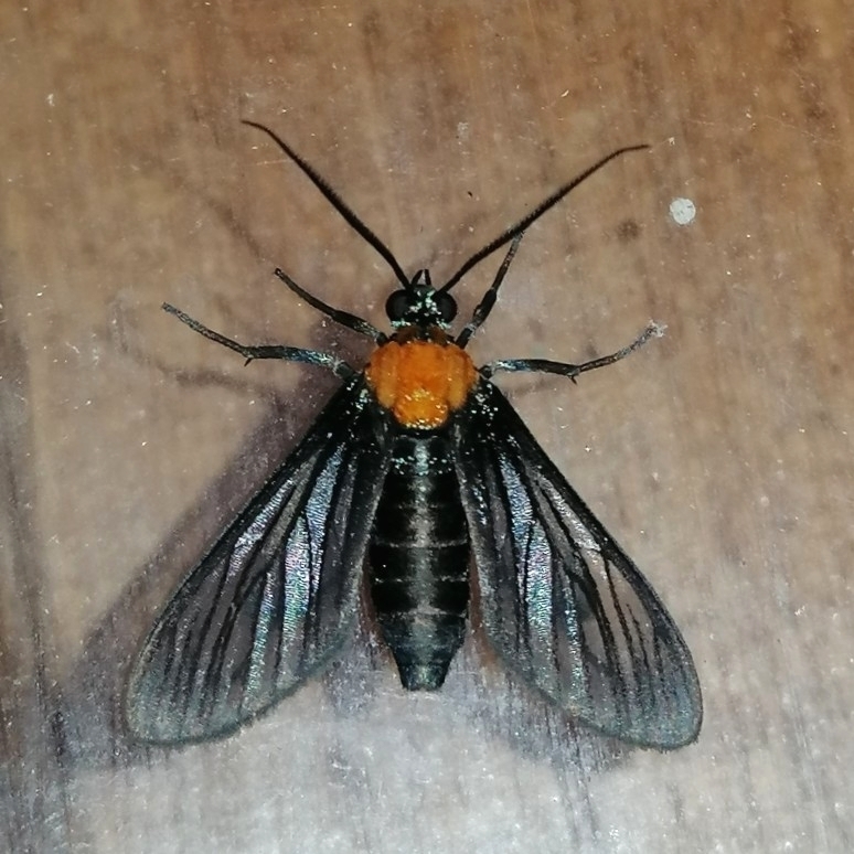 Saurita temenus from San Juan, Bolivia on September 7, 2021 at 06:27 AM ...