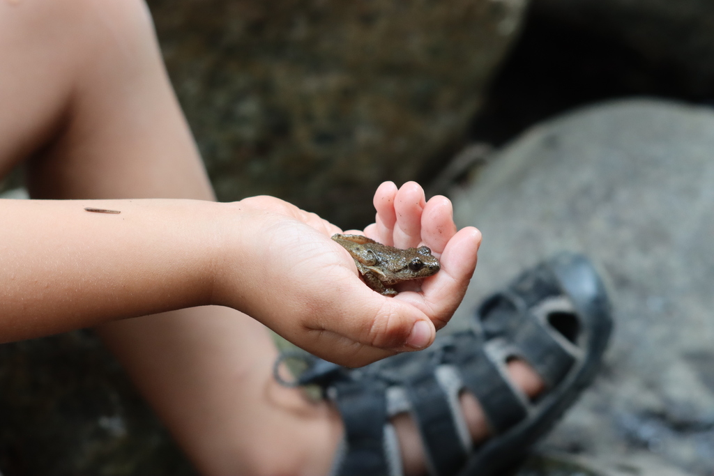 Rocky Mountain Tailed Frog in August 2021 by David C · iNaturalist