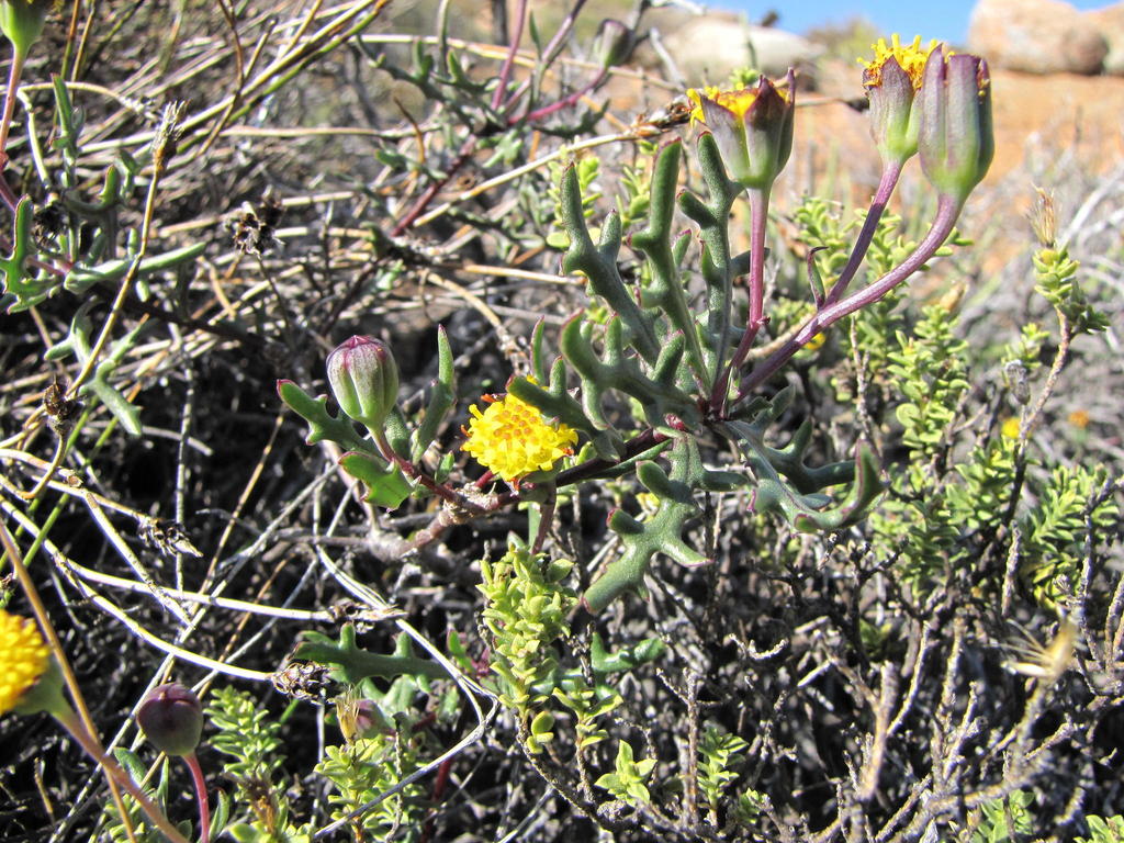 Broken Babooncabbage (Othonna retrofracta) - Botanical Realm