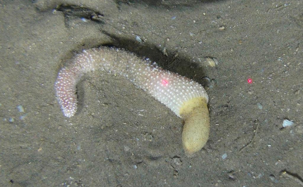 radial sea pen from Durban deep on June 18, 2015 by kerrysink. ACEP ...