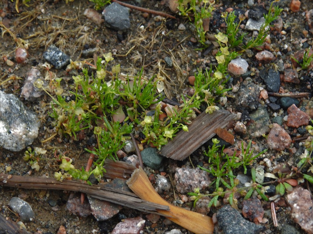 Procumbent Pearlwort from Sudbury District, ON, Canada on August 28 ...