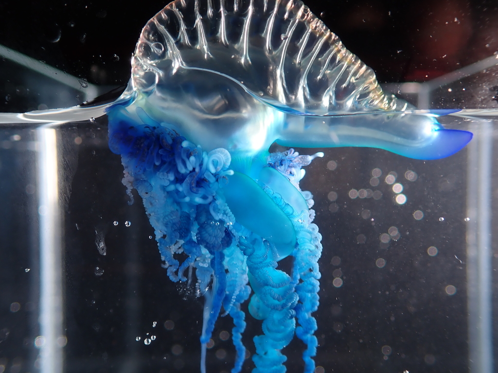 Portuguese Man o' War from Bermuda on March 10, 2020 at 07:38 PM by ...