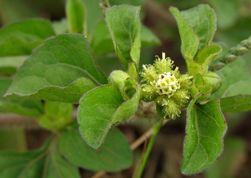 Five-Seeded Prostrate Starbur (Acanthospermum glabratum) - Botanical Realm
