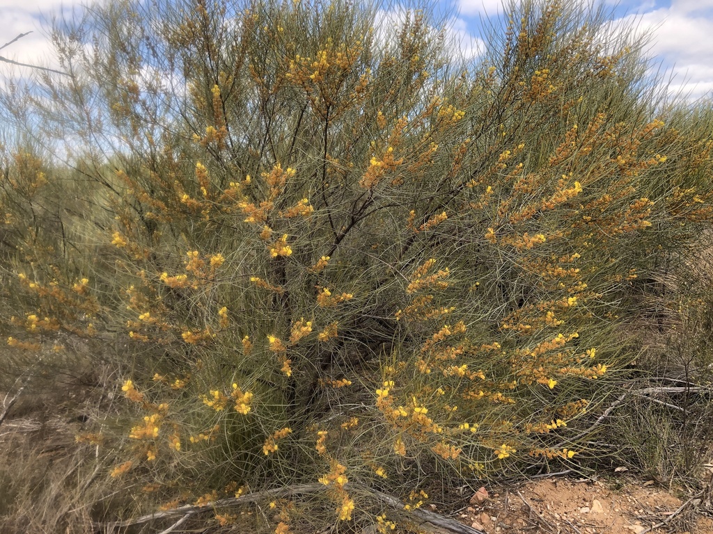 Curly-bark Wattle from Gurulmundi State Forest, Glenaubyn, QLD, AU on ...