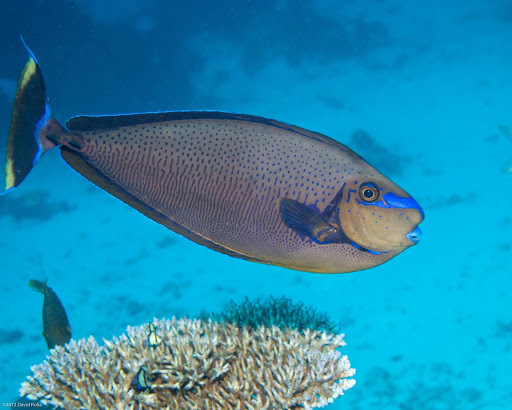 Bignose Unicornfish (Saltwater Fish of the Indo Pacific) · iNaturalist