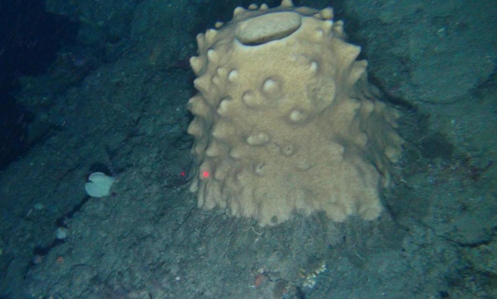 Pheronema from Protea south Dive 12 on June 21, 2015 by kerrysink. ACEP ...