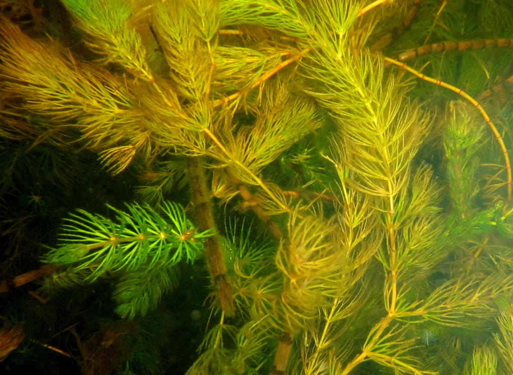 coontail (ADIRONDACK RESEARCH GUIDEBOOK) · iNaturalist