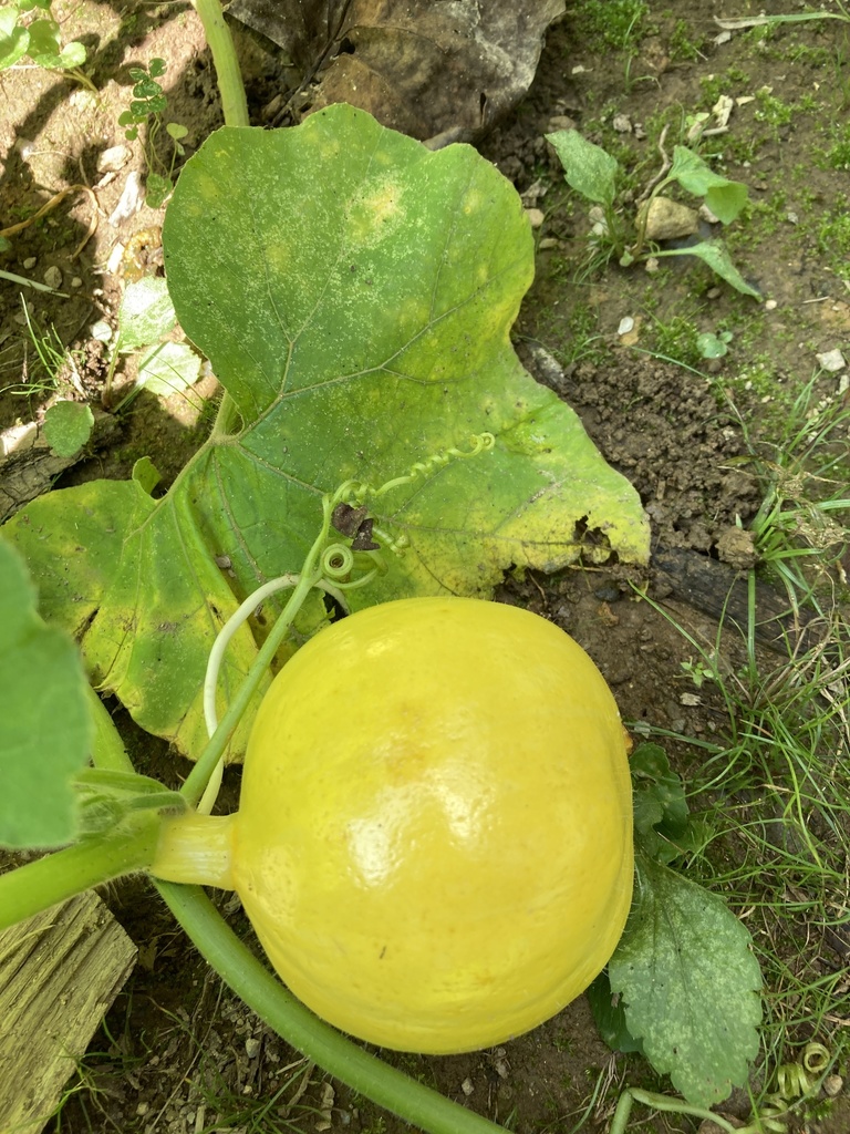 winter squash (Cucurbita maxima) - Botanical Realm