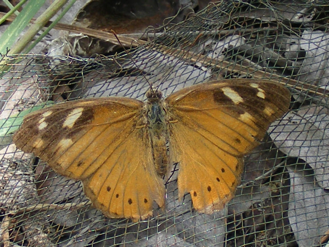 Sevenia natalensis (Boisduval, 1847)