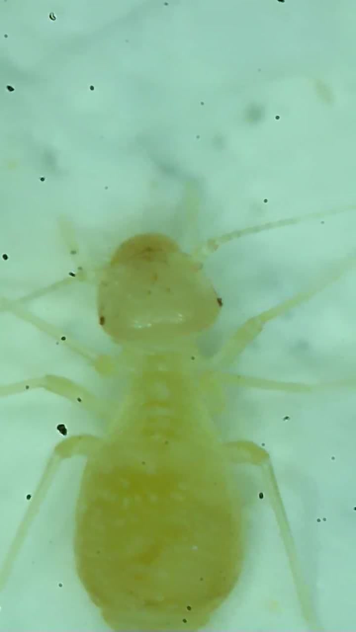 Psyllipsocus ramburii Selys-Longchamps, 1872