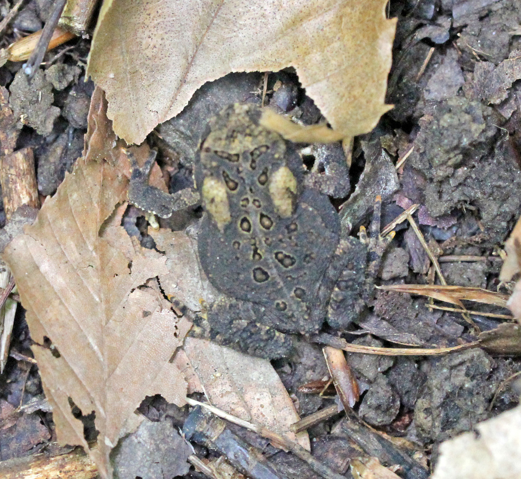 American Toad from Petersburg, NY 12138, USA on September 07, 2021 at ...
