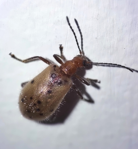 Lagria conspersa · iNaturalist