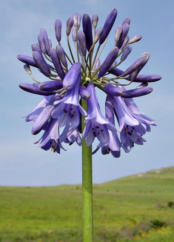 Agapanthus inapertus intermedius from Malolotja Nature Reserve, vlei ...