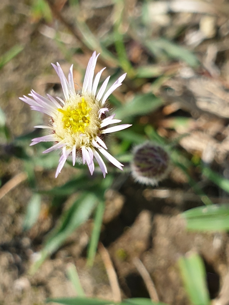 bitter fleabane from Bishop Middleham Quarry on September 7, 2021 at 02 ...
