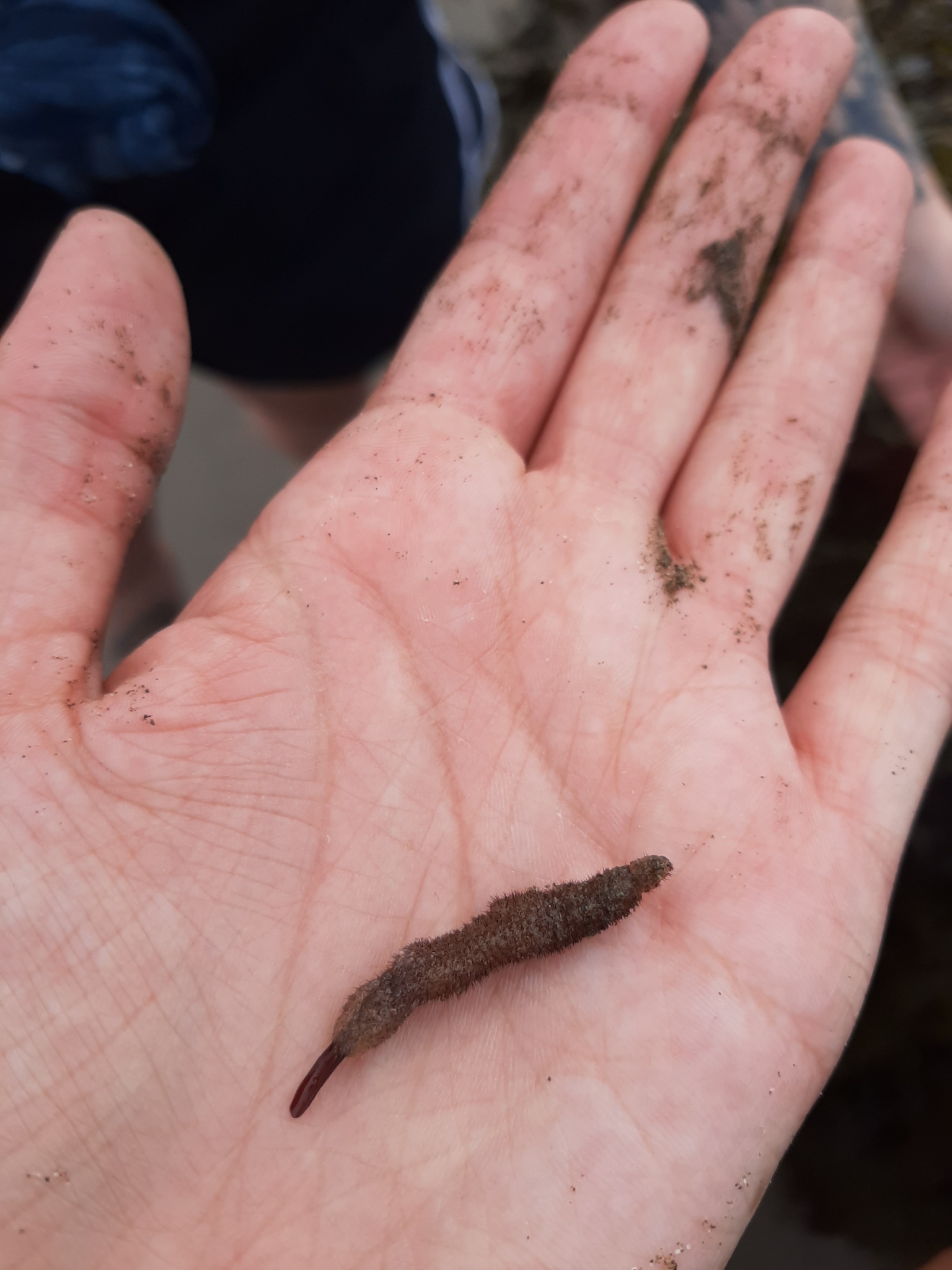 Flustrellidra hispida (Fabricius, 1780)