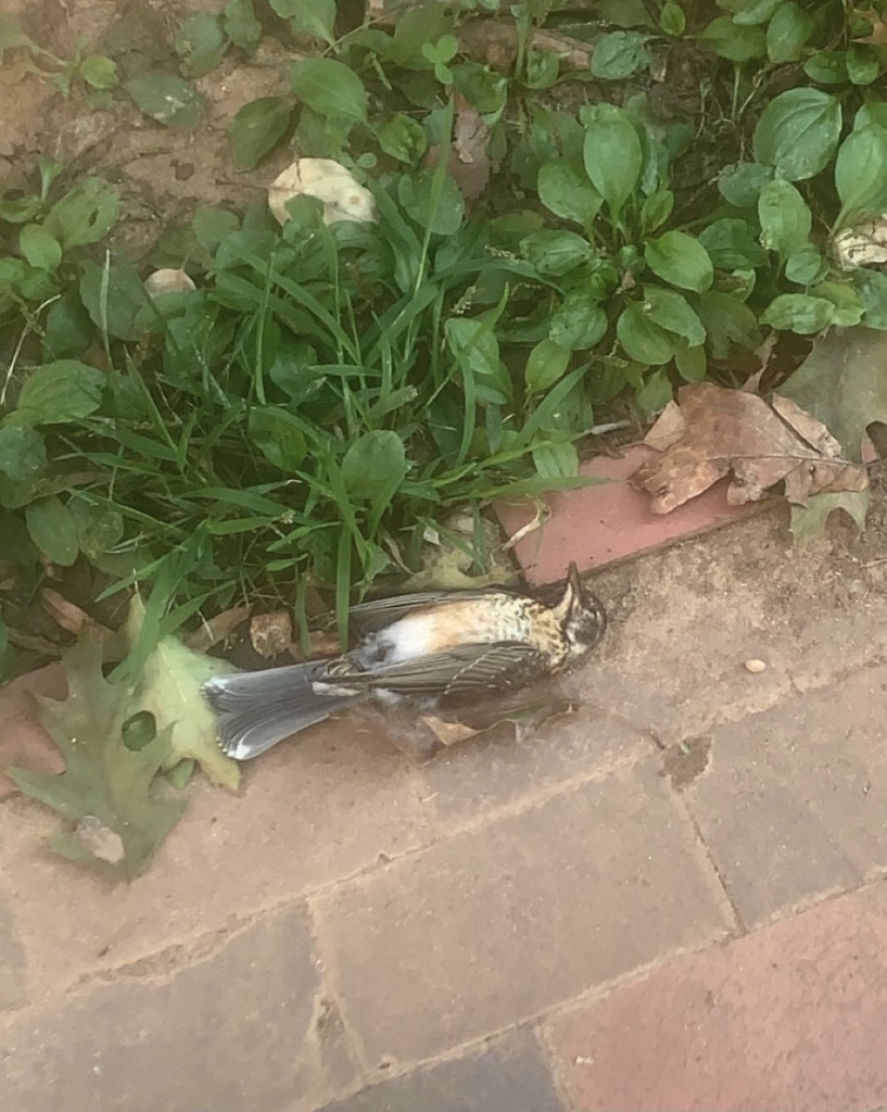 American Robin from 3800 Hillsborough St, Raleigh, NC 27607, USA on ...