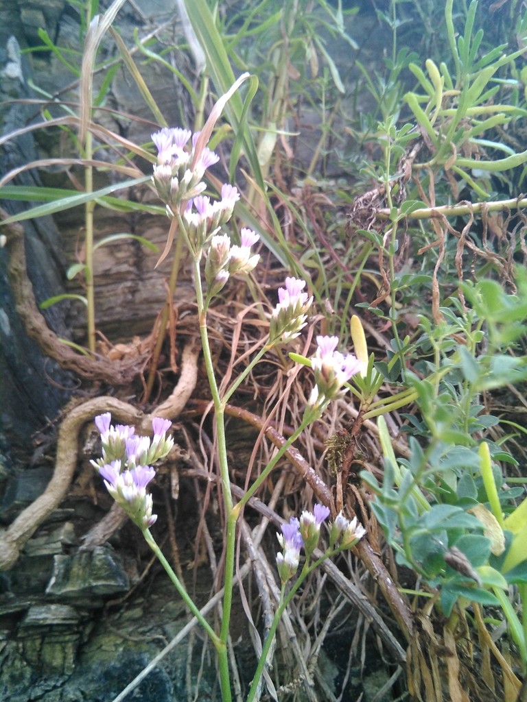 Limonium maritimum from Lugo, España on August 20, 2021 at 04:21 PM by ...
