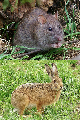 Rodents and Lagomorphs (Order Glires) · iNaturalist