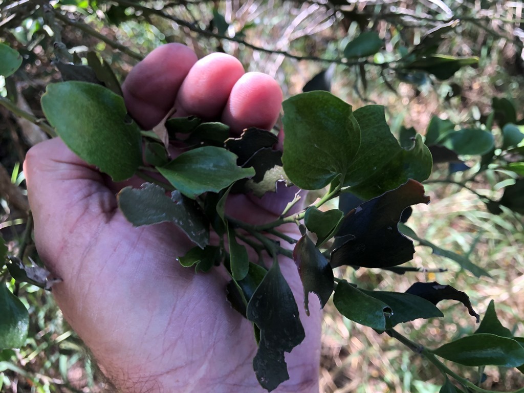 Broad Leaved Native Cherry from Plainland QLD 4341, Australia on ...