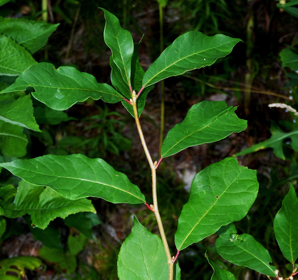 Sour Gum (LA Urban Forest Program) · iNaturalist Mexico