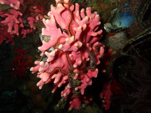 noble coral (Stylaster nobilis) · iNaturalist
