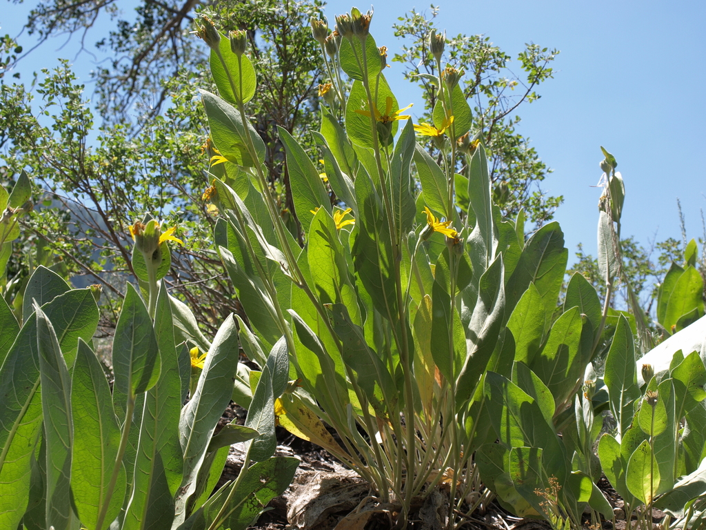 woolly mule's ears (Wyethia mollis) - Botanical Realm